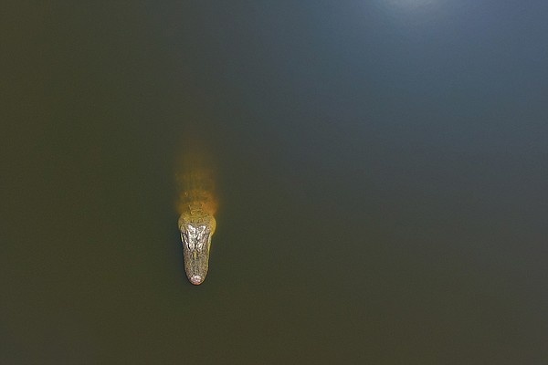 The Creatures That Time Forgot | The Arkansas Democrat-Gazette ...