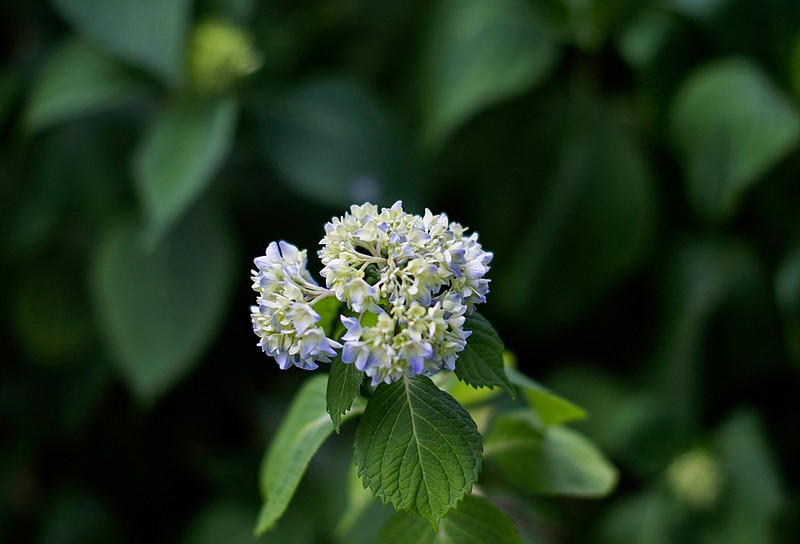 Yes, There Are Secret Edens Around Arkansas | The Arkansas Democrat ...