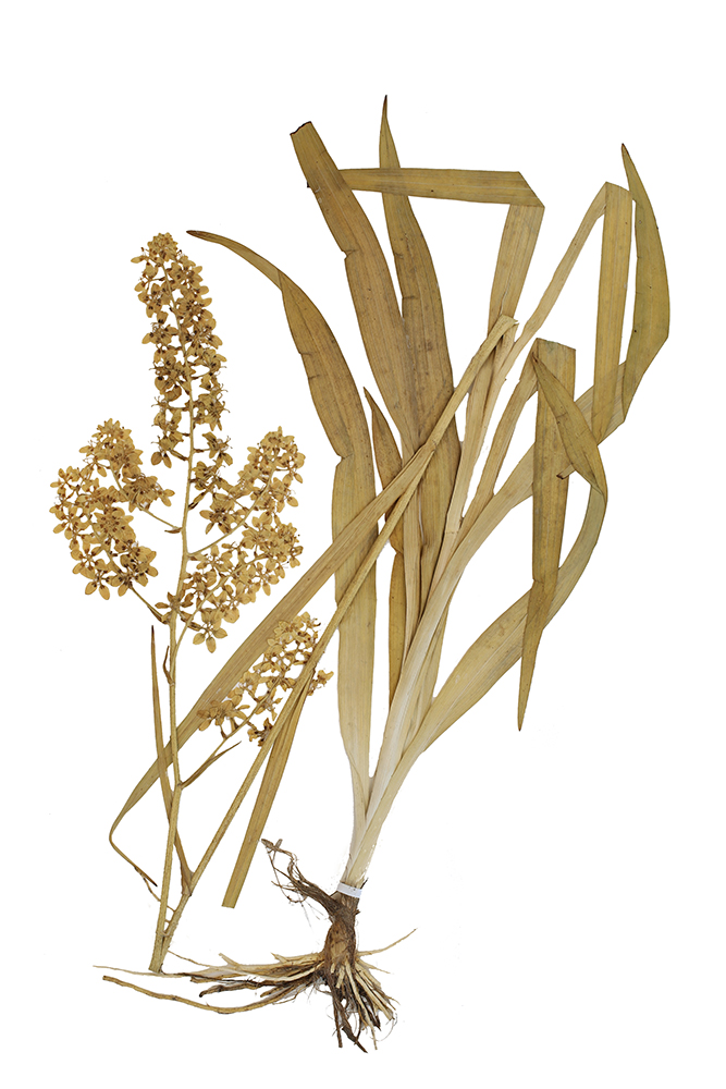 Flora to Fawn Over | The Arkansas Democrat-Gazette - Arkansas' Best ...