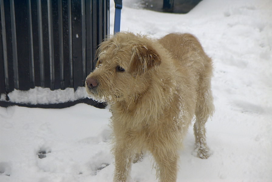 Bork's doggerel, Miller Williams and fictive personalities | The ...