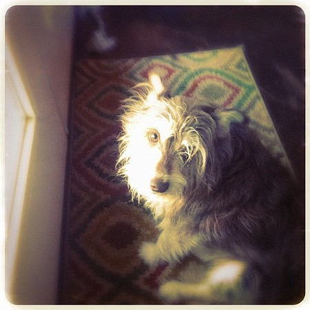 Happy birthday, Paris & Dublin | The Arkansas Democrat-Gazette ...