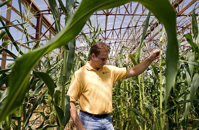 Drought machine helps develop hardier crops | Jefferson City News Tribune