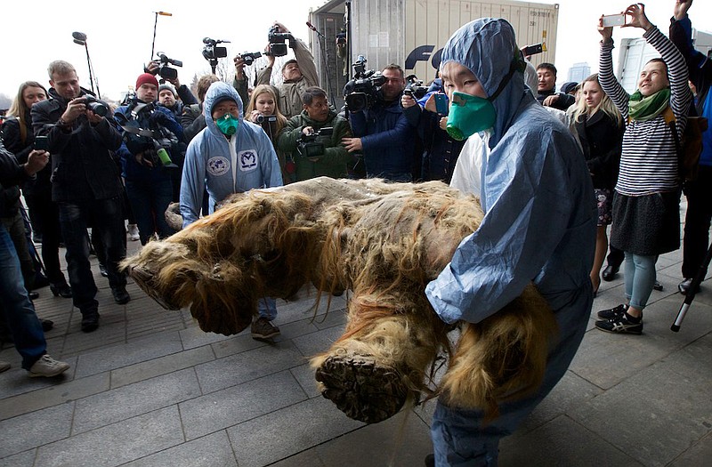 Nicely preserved mammoth carcass shown in Moscow | Jefferson City News ...