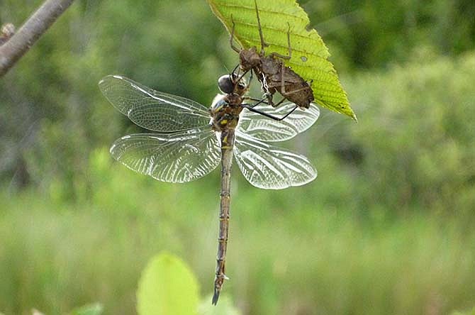 Endangered dragonflies, raised in captivity, being released | Jefferson ...