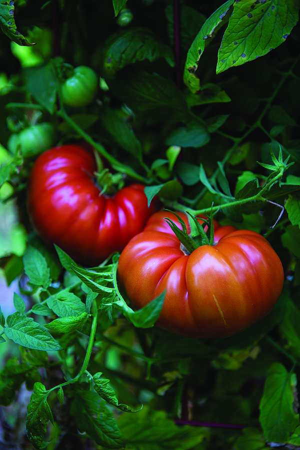 Biggest Tomato Contest is Saturday morning at Texas-side farmers ...