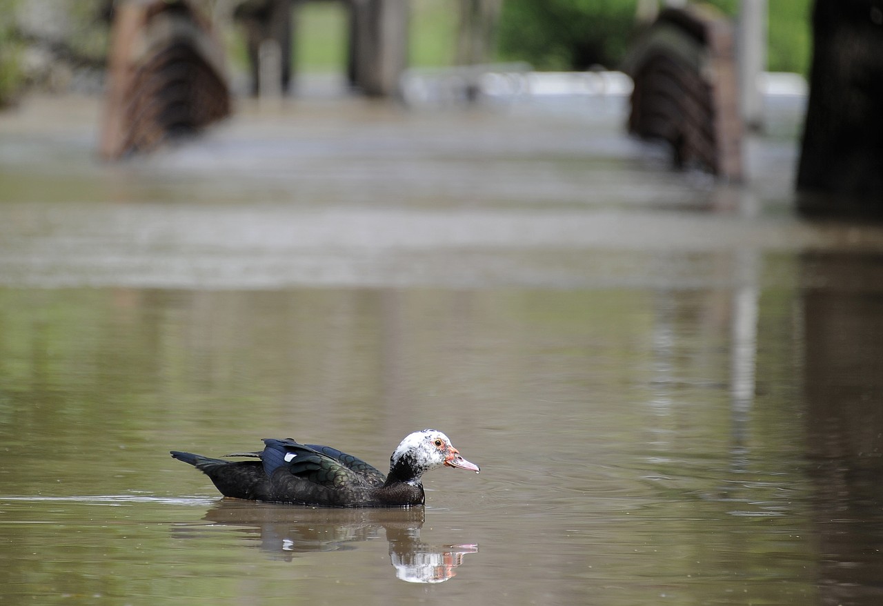 Going for a Swim | Texarkana Gazette