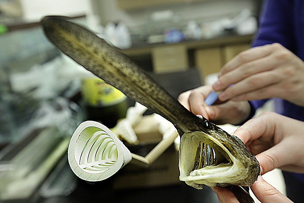 Biologist uses fish to design efficient filter | Texarkana Gazette