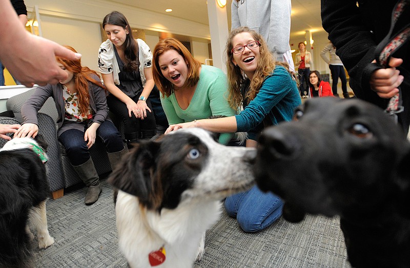 Therapy pets help college students destress as finals approach ...