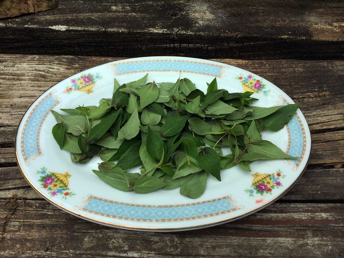 Dining Wild: Dittany - a burst of native mint flavor | Jefferson City ...