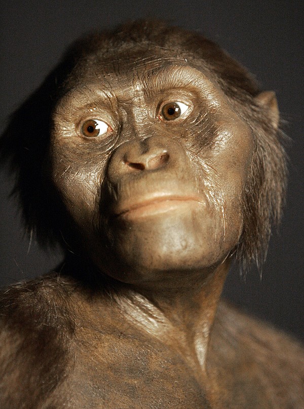 UT study surmises how famous human ancestor Lucy died: Researchers say ...