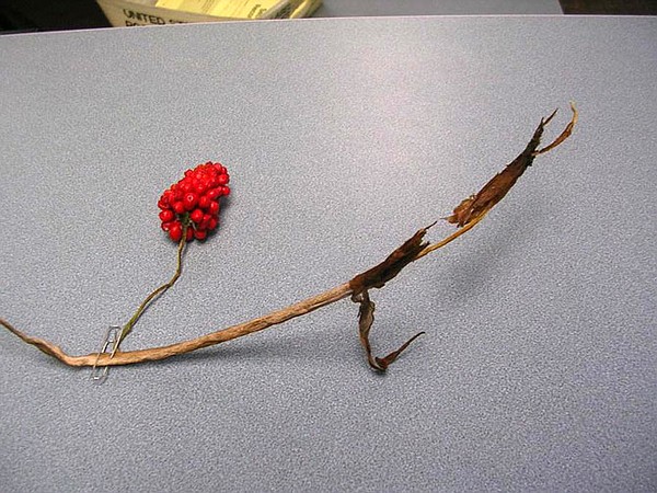 Ask a Master Gardener: Identifying berries, snakes and grass problems ...