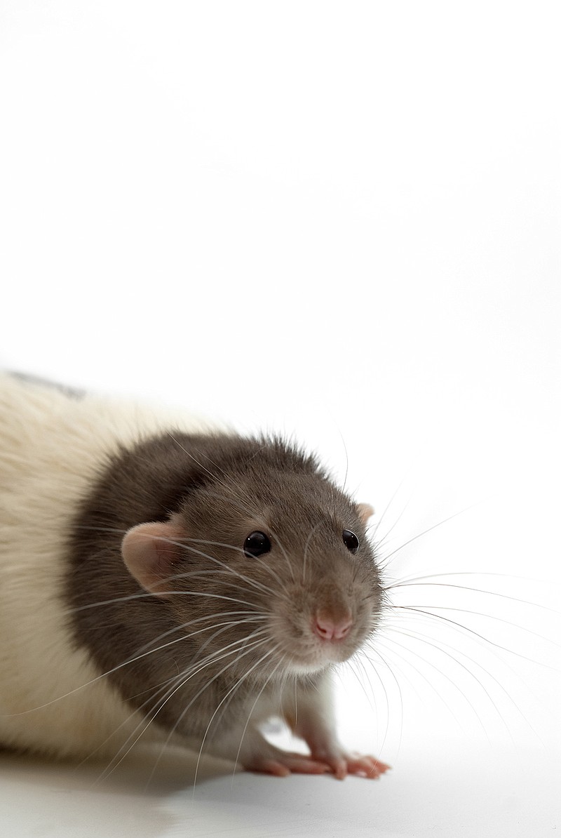 Why are we ticklish? Scientists tickle rats to find an answer ...