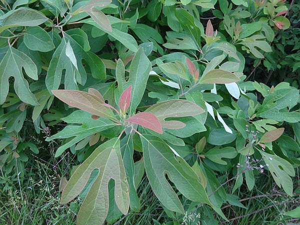 Dining Wild: Sassafras tree is aromatic, edible and beautiful ...