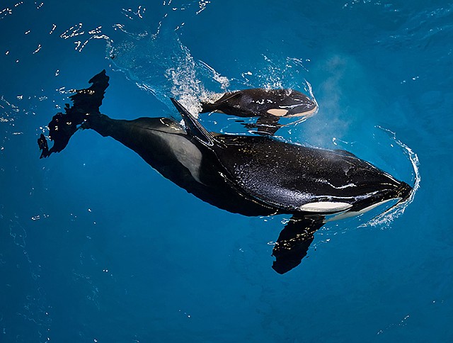It's an orca! Last killer whale is born at a SeaWorld park | Fulton Sun