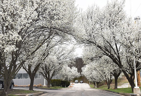 MDC discourages invasive ornamental pear tree | Fulton Sun