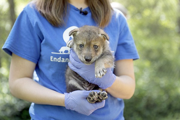 Wolf pup born in Missouri offers hope for endangered breed | Fulton Sun