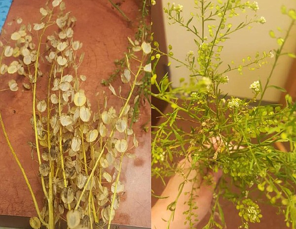 Ask a Master Gardener: Weed control and keeping a tick-free yard ...