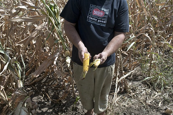 Extreme heat decimating crops in parts of Europe | Jefferson City News ...
