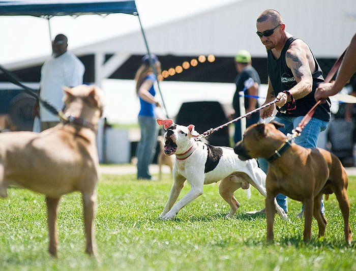 Dog show aims to dispel pit bulls' stigma | Fulton Sun
