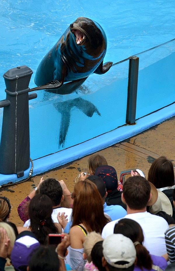 SeaWorld hopes annual pass draws crowds | Texarkana Gazette