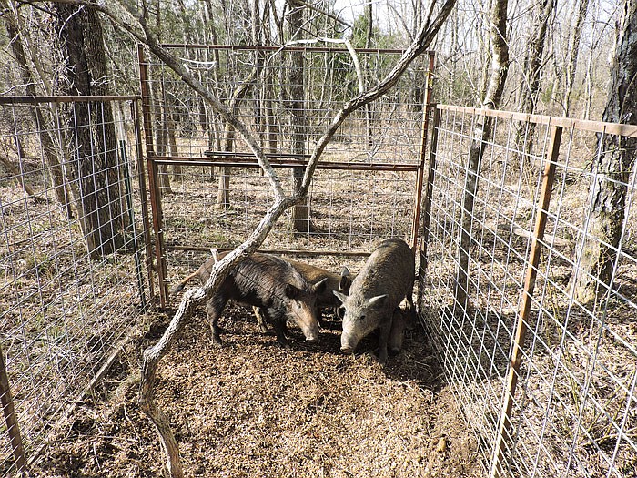 Missouri reports 9,300 feral hogs killed in 2018 | Jefferson City News ...