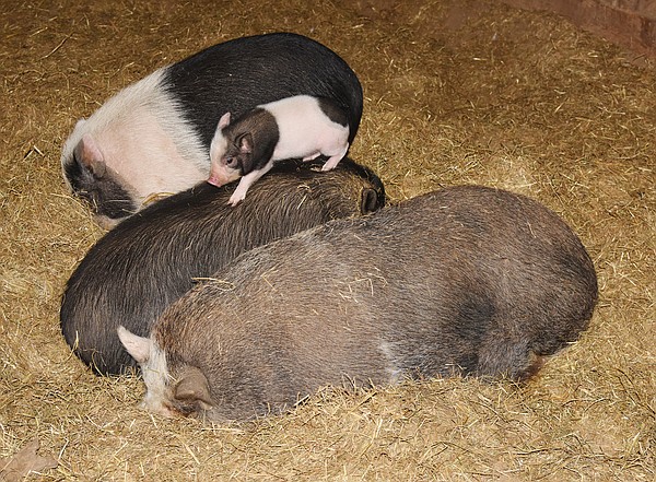 Proposed CAFO draws Moniteau County Commission's attention | Jefferson ...