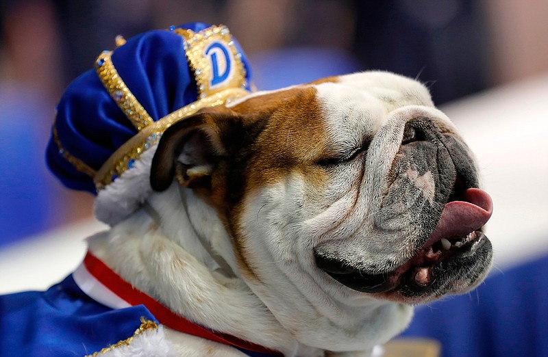 'Bow-Z' wows crowd at pageant for Drake Relays | Texarkana Gazette