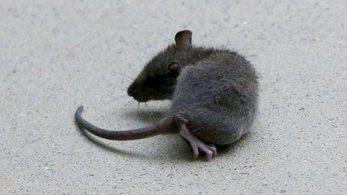 Chicago is 'rat capital' | Texarkana Gazette