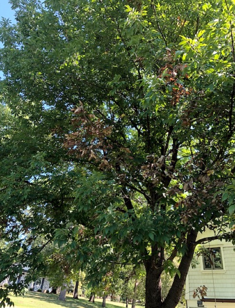 Blair Oaks graduate working to help protect ash trees from invasive ...