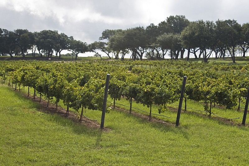 Texas wines are like the state: Big, bold and intriguing | Texarkana ...
