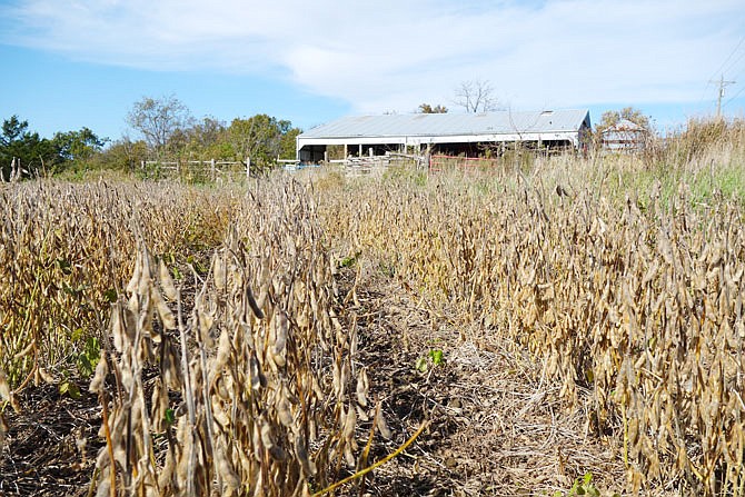 State reminds farmers of June 30 dicamba cutoff | Northwest Arkansas ...