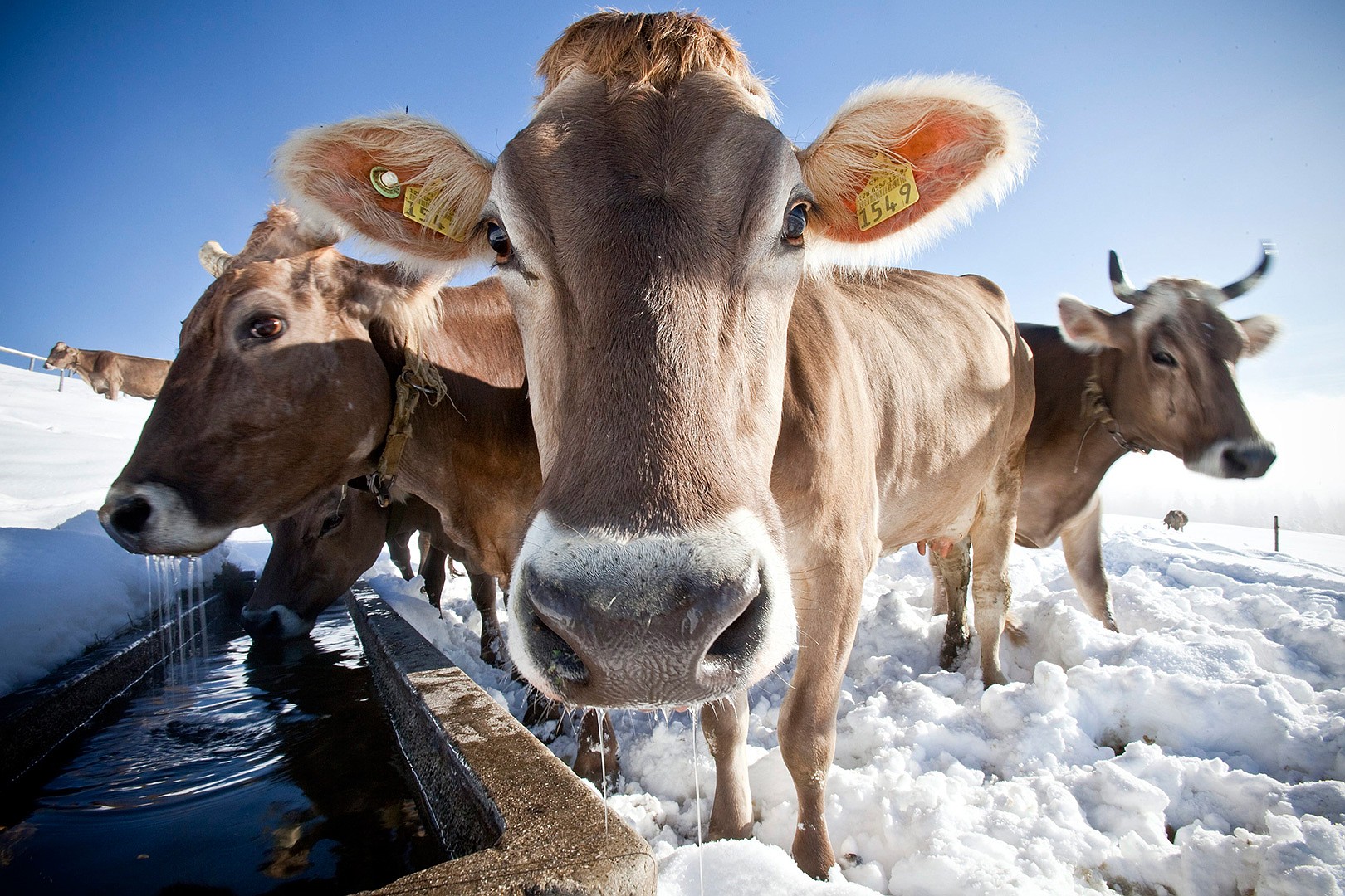 State’s ranchers work to keep animals warm, watered in extreme winter ...