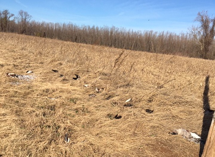 Bird dumping under investigation | Texarkana Gazette