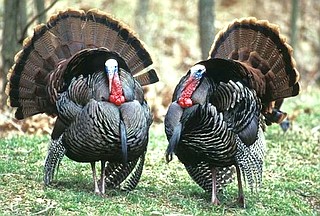 Callaway in top 10 harvest counties for spring youth turkey weekend ...