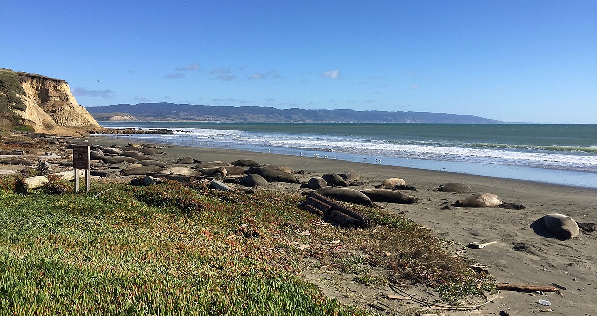 Elephant seals take over California beach | Texarkana Gazette