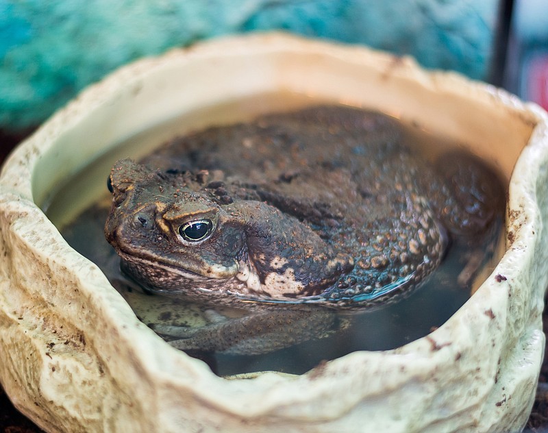 Bufo toad kills another Florida dog as poisonous invader leaps north