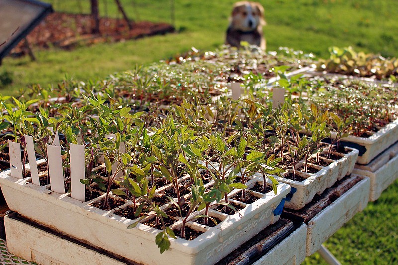 Give your flower and veggie seedlings some tough love | Texarkana Gazette