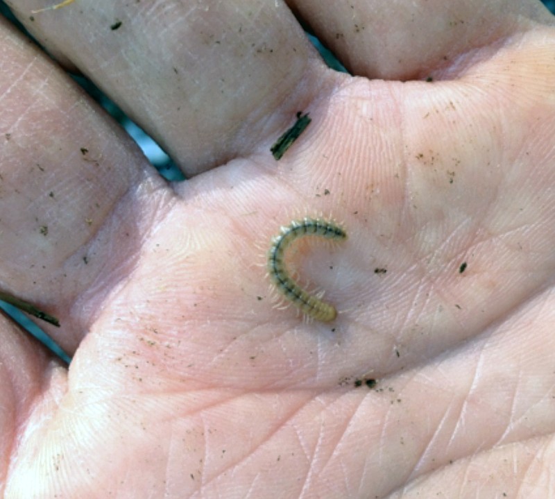 Ask a Master Gardener: Centipedes, bunnies and bagworms