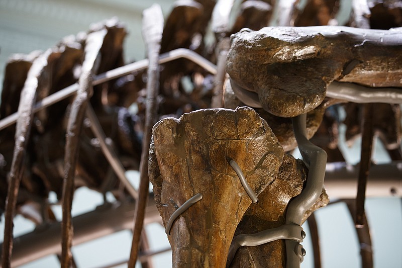 Meet the Museum of Natural History’s newest guest: a T. rex | Jefferson ...