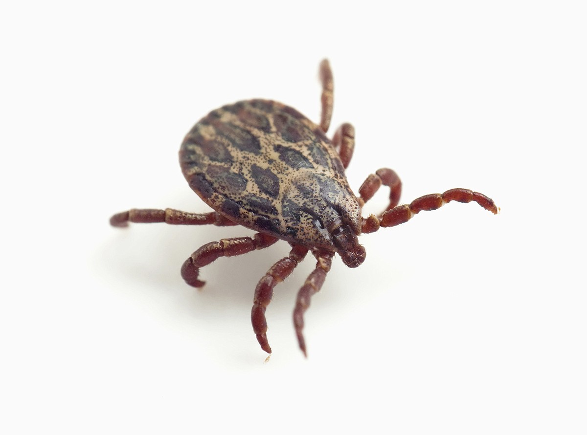 Fear of disease creeps in after tick-friendly spring | Texarkana Gazette