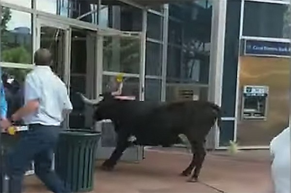 VIDEO: Longhorn on loose corralled by cowboy in Colorado Springs ...