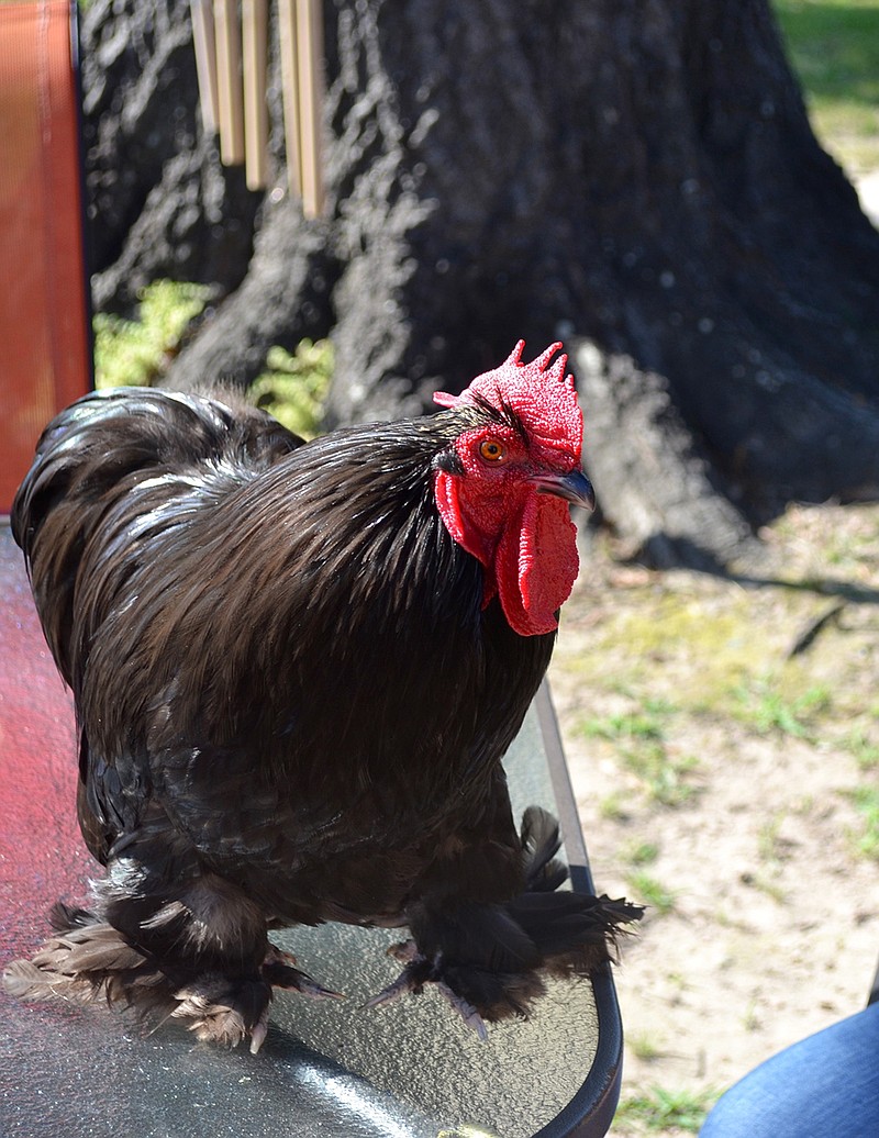 Frog the Viral Rooster