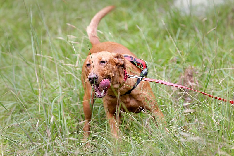 Wags and weeds: Invasive plants meet match in detection dogs