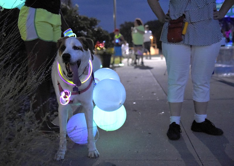 A glowing, furry run | Jefferson City News Tribune