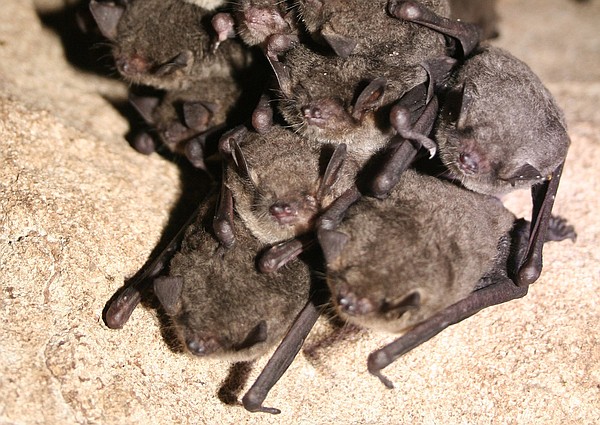 Bat poop holds clues to historical changes in climate, vegetation ...