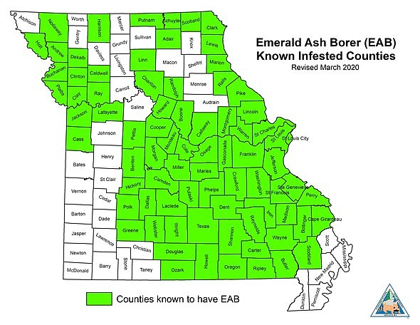 Emerald ash borer present in more Missouri counties