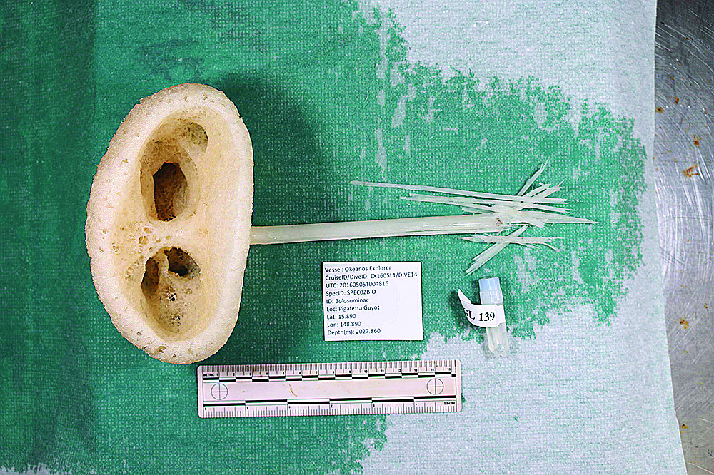 'et' sponge discovered in ancient area of Pacific seafloor | Texarkana ...