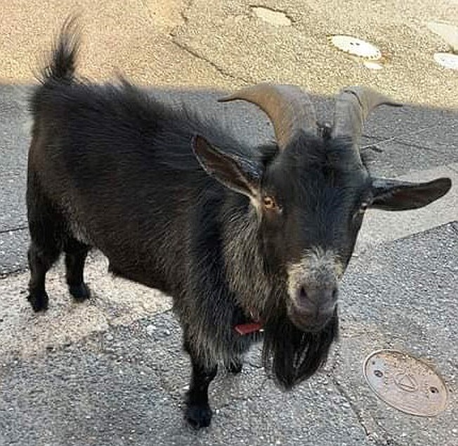 Grouchy goat not kidding around | Texarkana Gazette