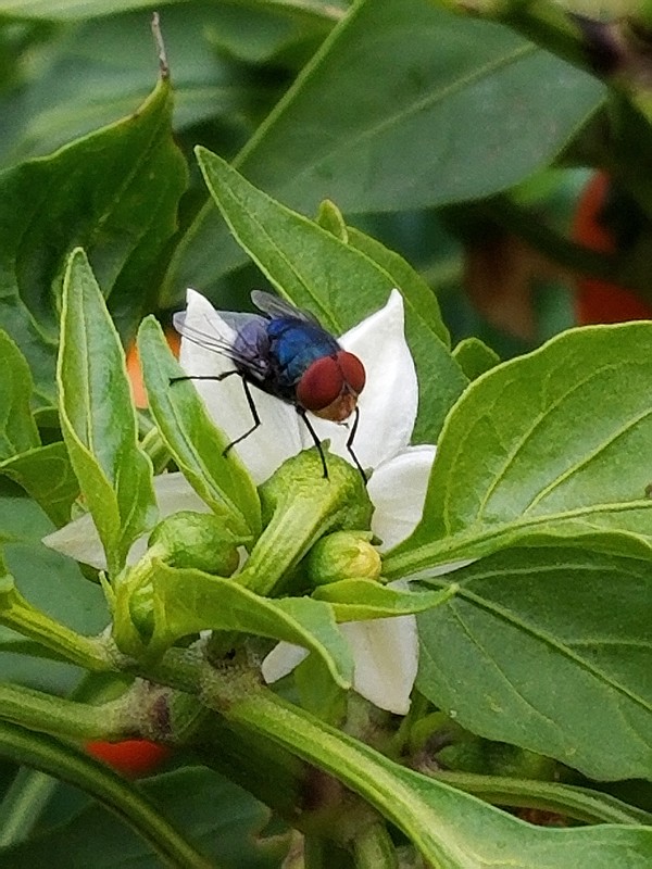 Shoo Fly, Blue Fly | Texarkana Gazette