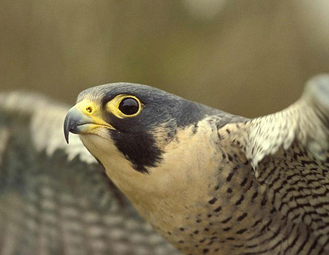 Missouri to remove peregrine falcons from state endangered species list ...